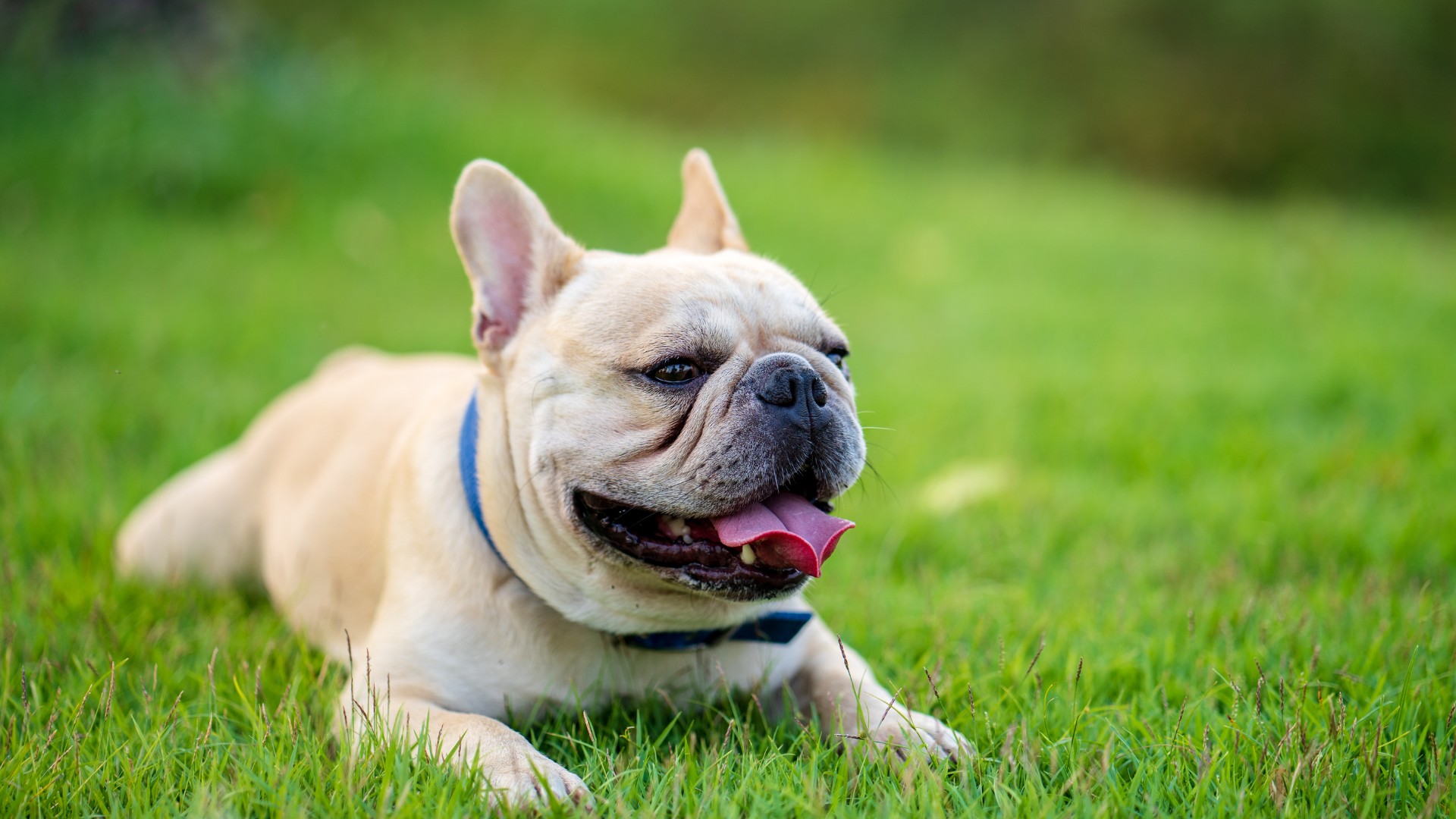 Ubezpieczenie psa i kota - Pokryj koszty leczenia z Petcover